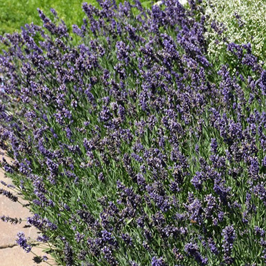 Ellagance Purple Lavender