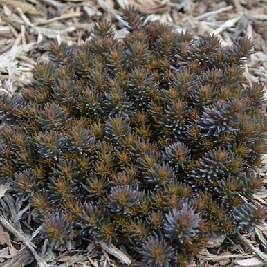 Chocolate Ball Stonecrop Sedum