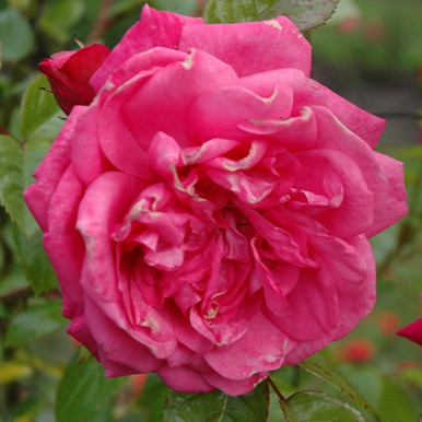 Laguna Climbing Rose