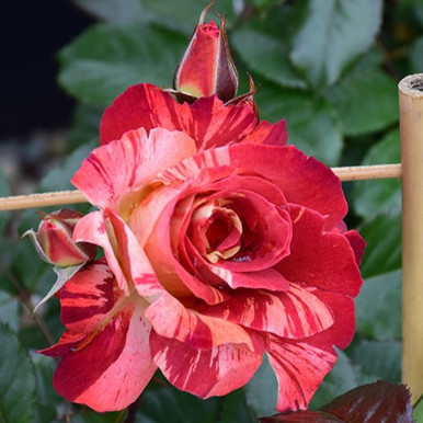 Tropical Lightning Climbing Rose