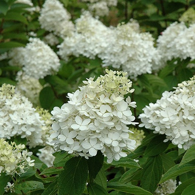 Fire And Ice Hydrangea