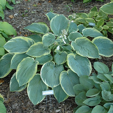 American Halo Hosta
