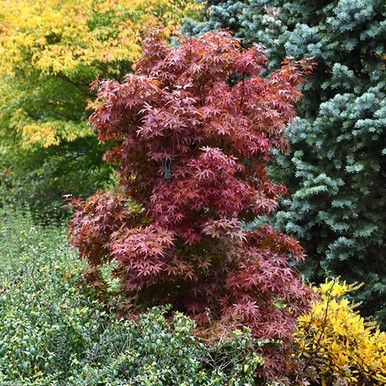 Twombly's Red Sentinel Japanese Maple