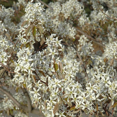 Canadian Serviceberry