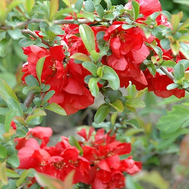 Texas Scarlet Flowering Quince