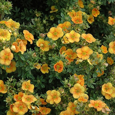 Mango Tango Potentilla