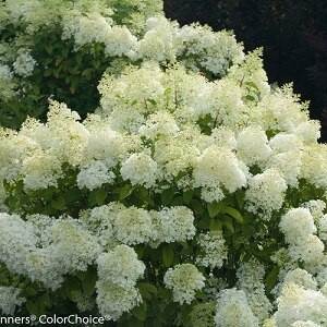 Bobo Hydrangea Std Tree