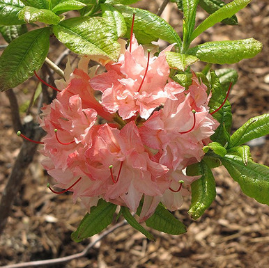 Cannon's Double Azalea