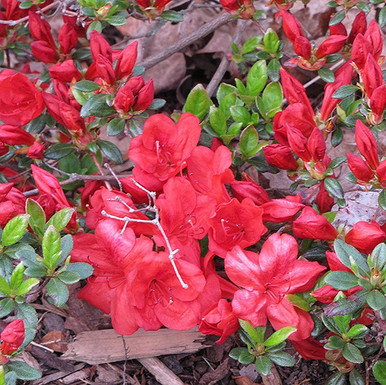 Fireball Azalea