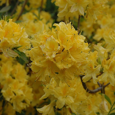 Lemon Lights Azalea