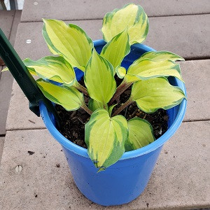Volcano Island Hosta