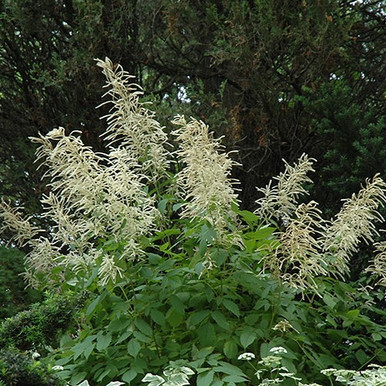 Giant Goat's Beard