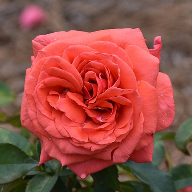 Fragrant Cloud Hybrid Tea Rose