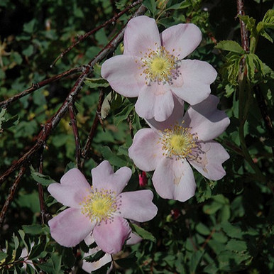 Pasture Rose