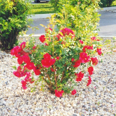Alexander Mackenzie Rose
