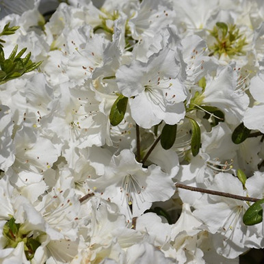Girard's Pleasant White Evergreen Azalea