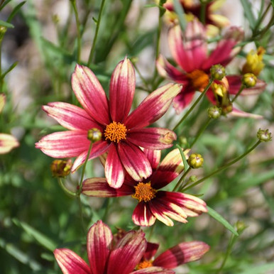 Red Elf Coreopsis