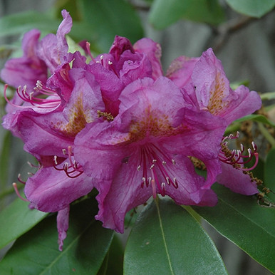 Lee's Dark Purple Rhododendron