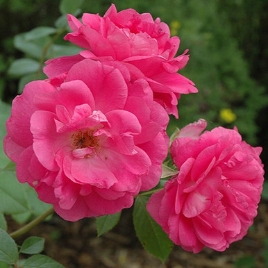 Morden Centennial Rose