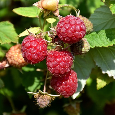 Boyne Raspberry