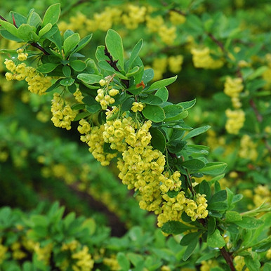 Emerald Carousel Barberry