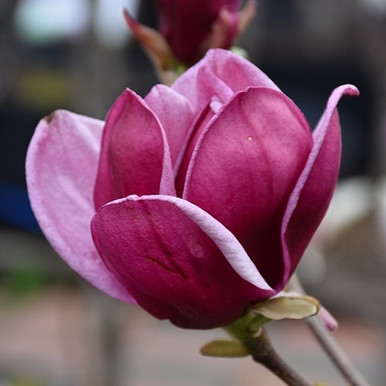 Genie Magnolia Tree