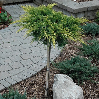 Daub's Frosted Juniper Std Tree