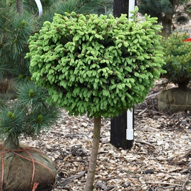 Little Gem Spruce Std Tree