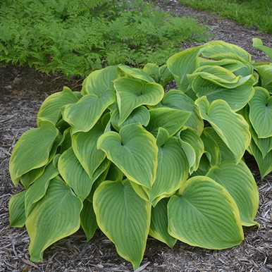 Victory Hosta