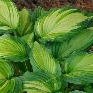Hosta Angel Falls