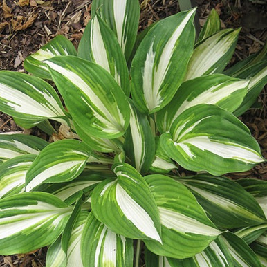 Hosta Enterprise
