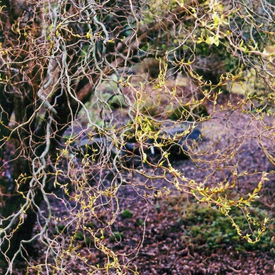 Corkscrew Willow