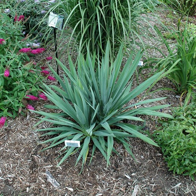 Excalibur Yucca