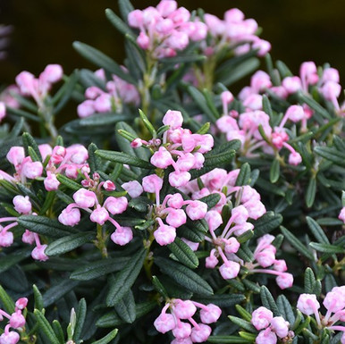 Blue Ice Bog Rosemary