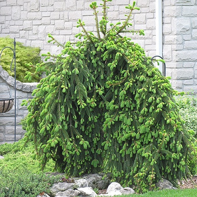 Weeping Norway Spruce