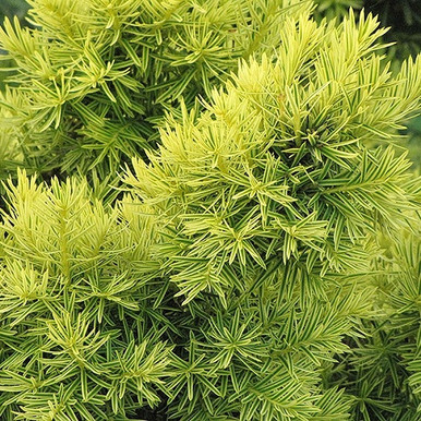 Dwarf Golden Japanese Yew