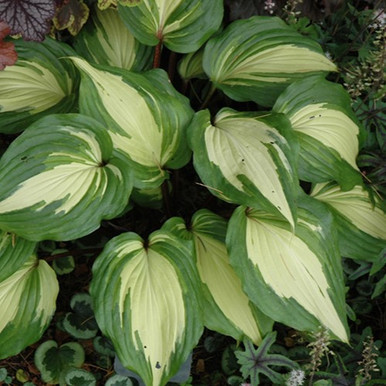 Raspberry Sundae Hosta