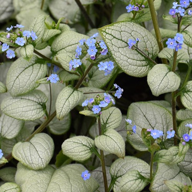 Alexandria Brunnera