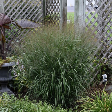 Prairie Winds Apache Rose Switch Grass