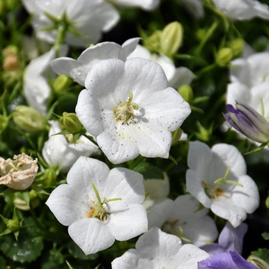Rapido White Bellflower
