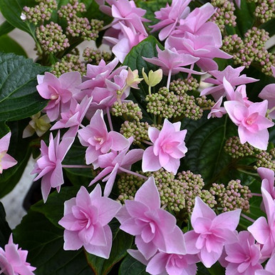 Double Delights Star Gazer Hydrangea