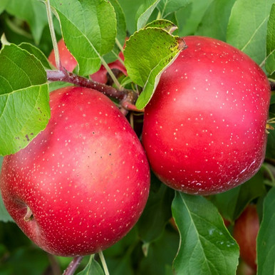 Haralson Apple Fruit Tree
