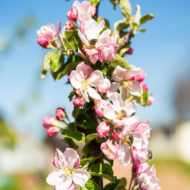 Scarlet Sentinel Columnar Apple Fruit Tree