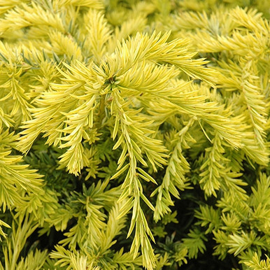 Sunburst Yew