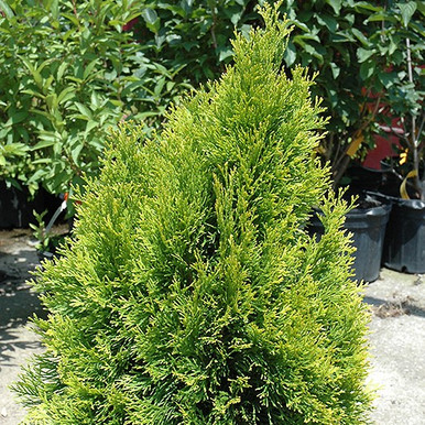 Highlights Janed Gold Cedar