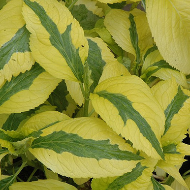 Lemon Wave Hydrangea
