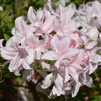 White Lights Azalea