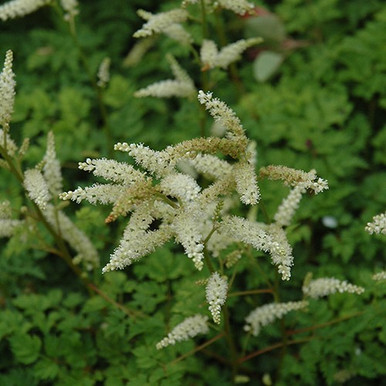 Dwarf Goat's Beard