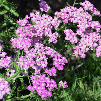 Firefly Amethyst Yarrow