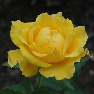 Midas Touch Hybrid Tea Rose